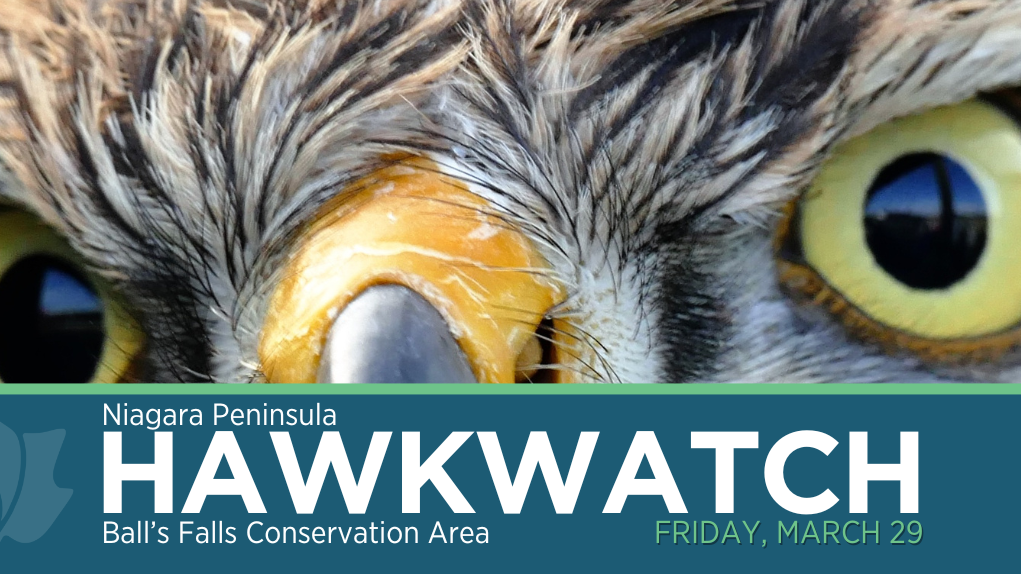 HAWKWATCH OPEN HOUSE CELEBRATES 50 YEARS OF MONITORING SPRING MIGRATION ...